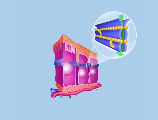 Leaky Gut Syndrom sicher diagnostizieren - Zonulin Test